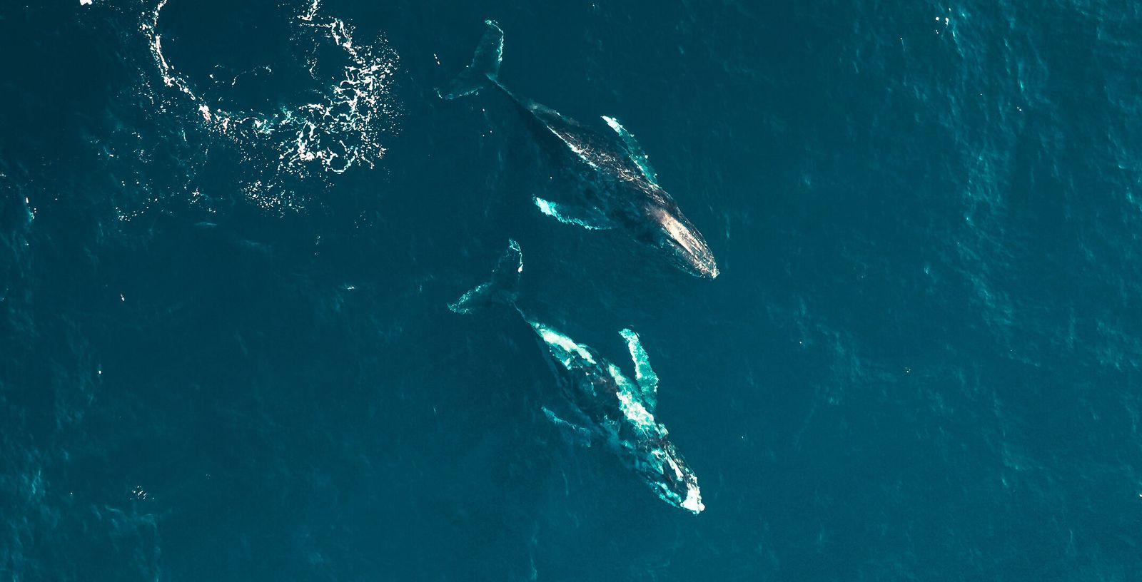 Wildlife Comebacks: How Conservation Efforts Are Helping Endangered ...